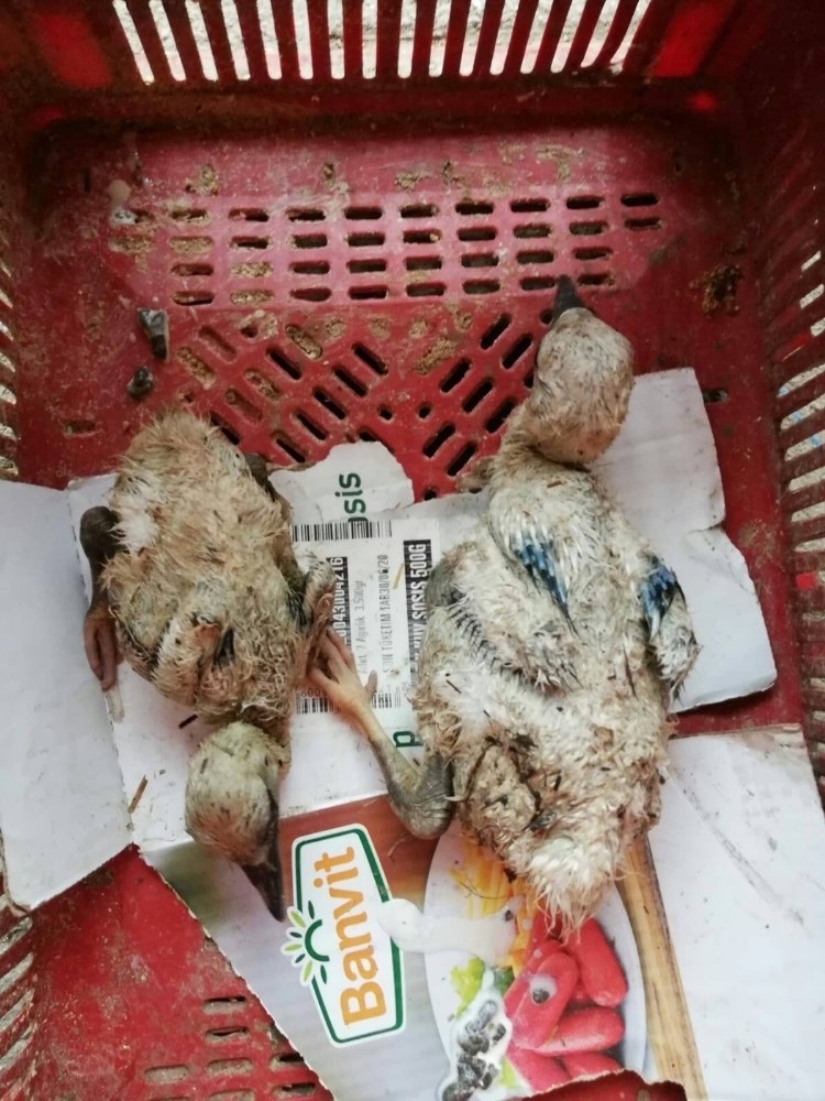 Yıkılan leylek yuvası için seferber oldular - Manşet Türkiye